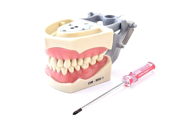Dental Typodont Educational Model 860 with Columbia Removable Teeth